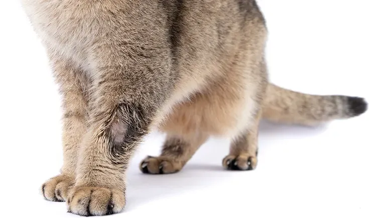 This Common Issue Could Be Behind Your Pet's Patchy Fur | Natural Pet
